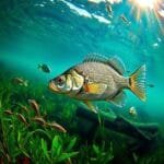 What does crappie eat